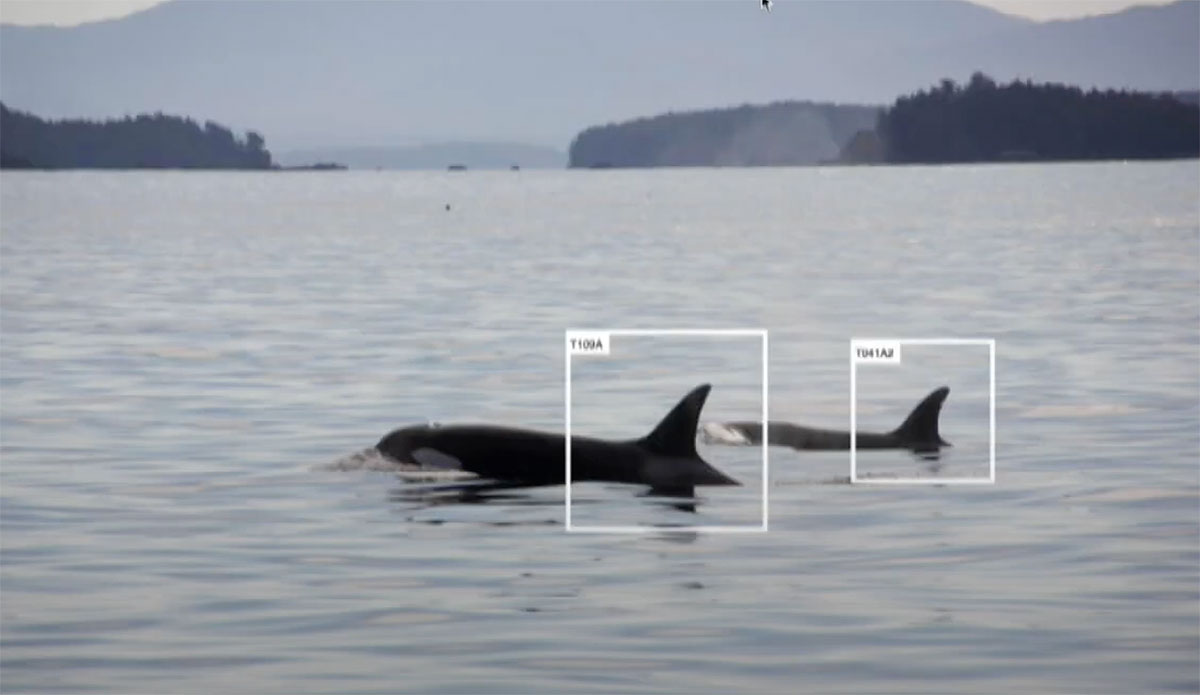Scientists Are Hoping AI Technology Can Reunite an Orphaned Orca Calf ...