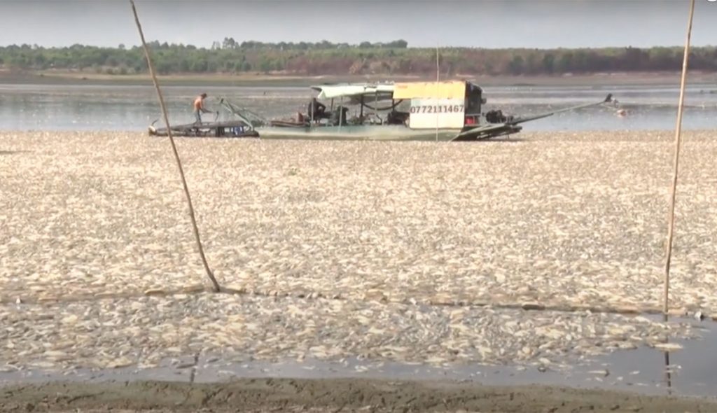 Hundreds of Thousands of Fish Die in Vietnam After Intense Heatwave
