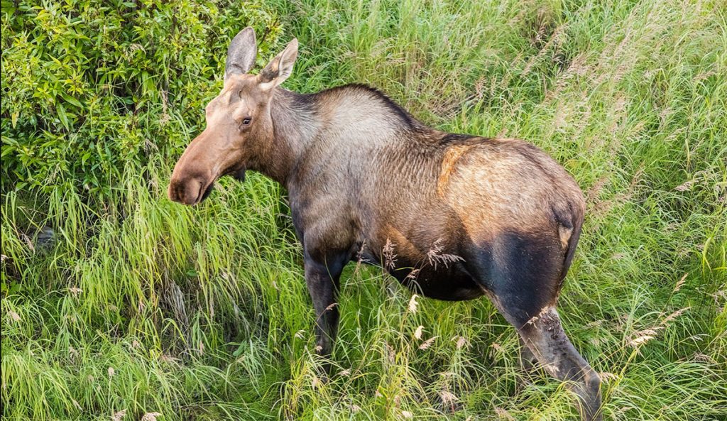 Moose Kills Man After He Tried to Take Photos of Her Calves