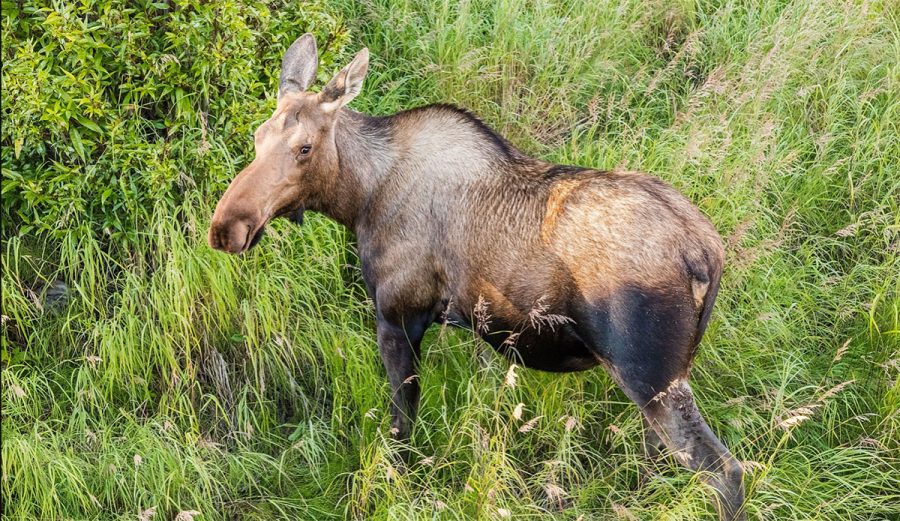 Moose Kills Man After He Tried to Take Photos of Her Calves