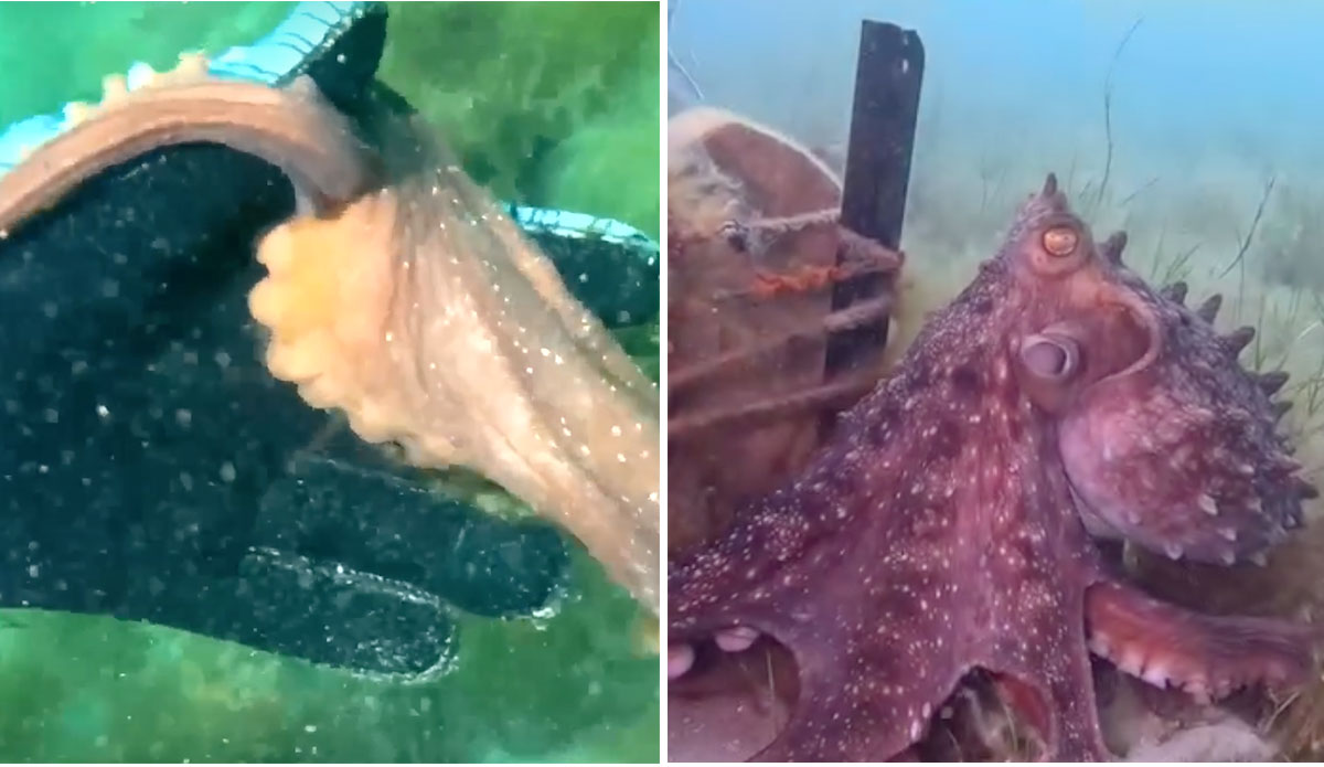 What do you do when an octopus offers to help you at work? – New and Tips