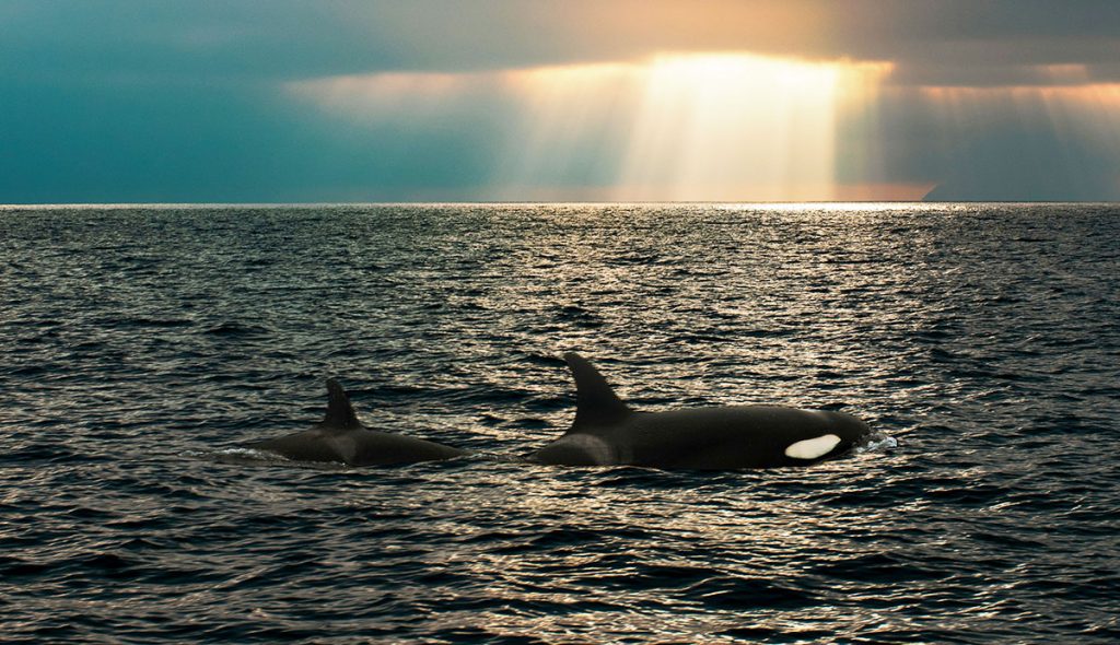 Orcas Sink Yet Another Boat in the Strait of Gibraltar