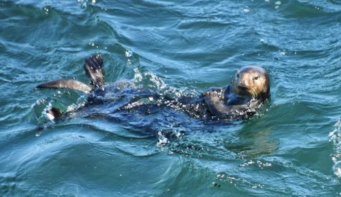 Otter 841, the Surfboard Stealing Santa Cruz Terror, Is Back