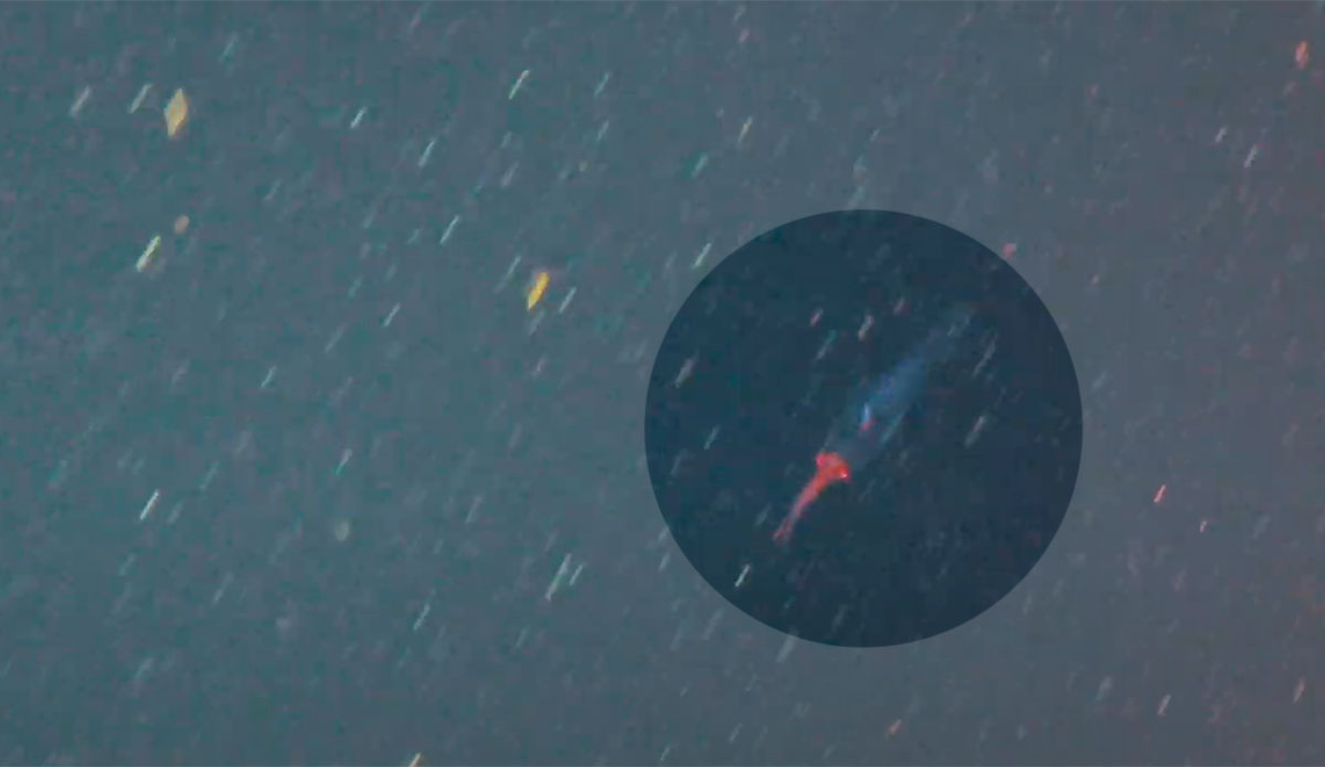 A Baby Colossal Squid Might Have Been Filmed for the First Time Ever