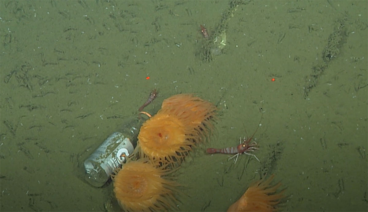 The Amount of Trash at the Bottom of the Deep Sea Will Shock You