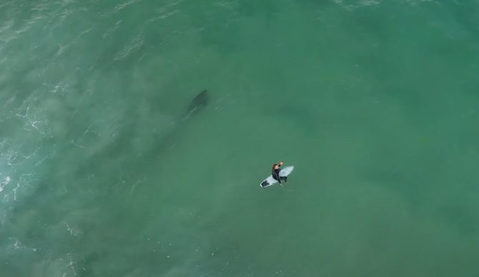 Surfer Uses Drone to Capture Footage of Shark Stalking Him