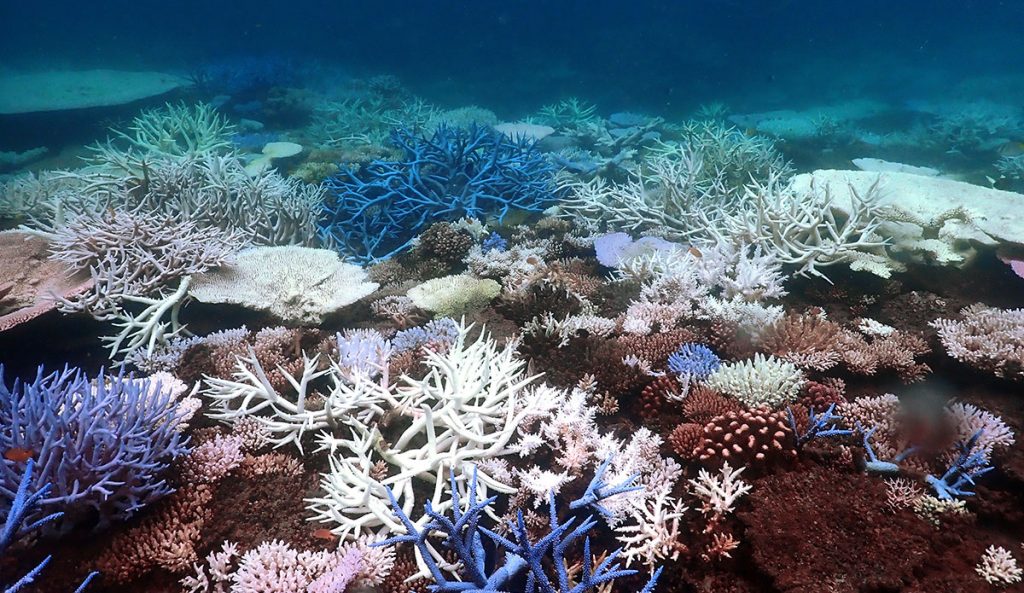 97 Percent of Bleached Coral at Lizard Island Reef Is Dead After Coral ...