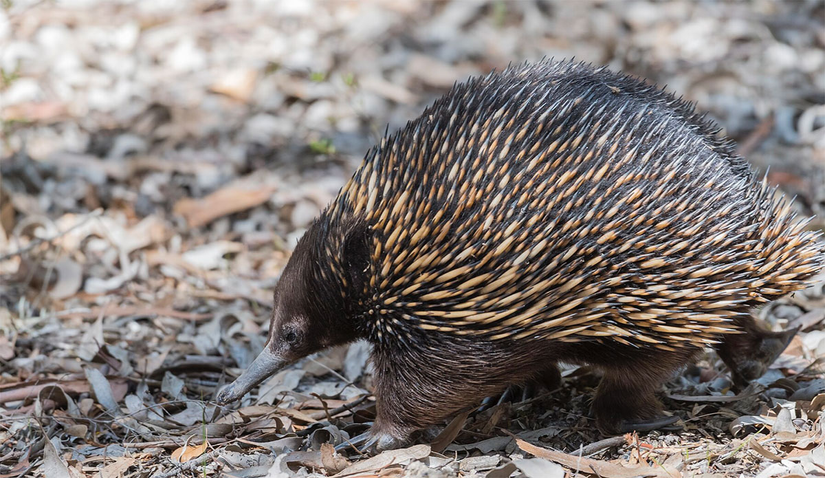 Tiger Shark Vomits Up Quill-Covered Echidna In Front of Stunned Students