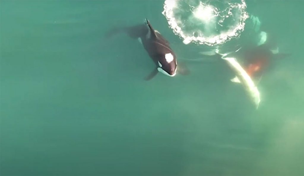 Great White Sharks vs. Killer Whales: Dr. Alison Towner Breaks It Down