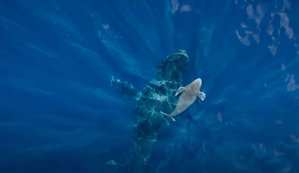 Witness a Humpback Whale Birth Filmed In Its Entirety for the First ...