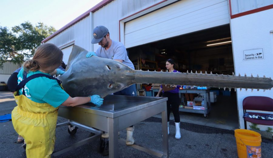 Something Weird Is Happening to Sawfish In Florida, and No One Has An ...