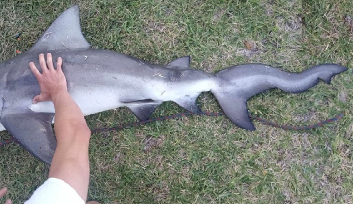 Florida Fisherman Reels In Weird, 'Squiggly' Bull Shark