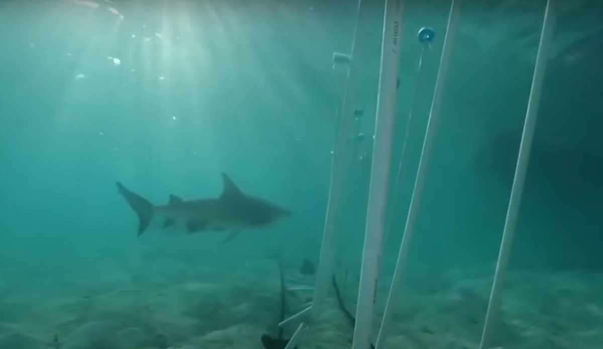 A Shark Week Host and Scientist Created This Humane (and Effective ...