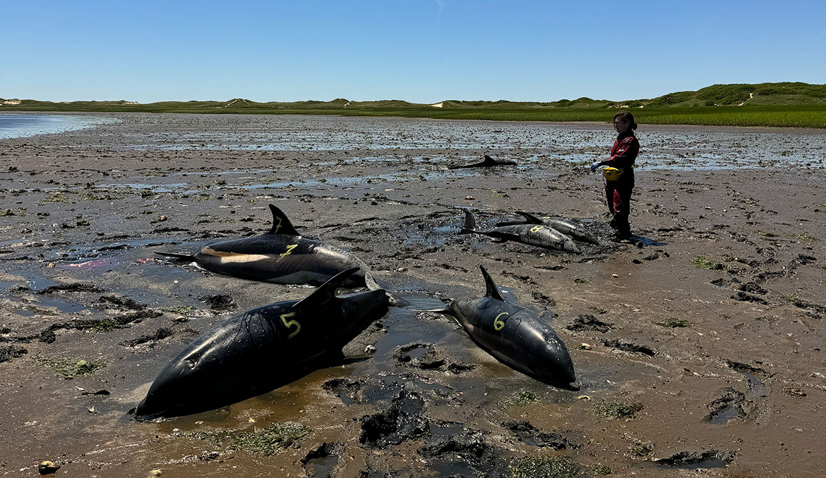 The Largest Mass Dolphin Stranding In US History Just Happened on Cape Cod