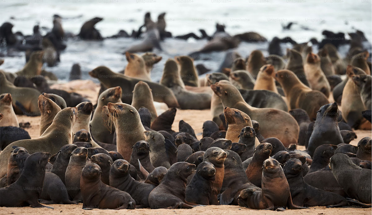 A Fur Seal Rabies Outbreak In South Africa Has Surfers on Edge