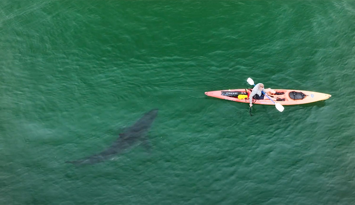 14-Foot Great White Shark Sneaks Up Behind Kayaker