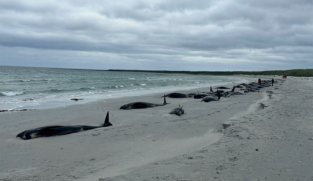 77 Pilot Whales Dead After Mass Stranding Event in Orkney, Scotland