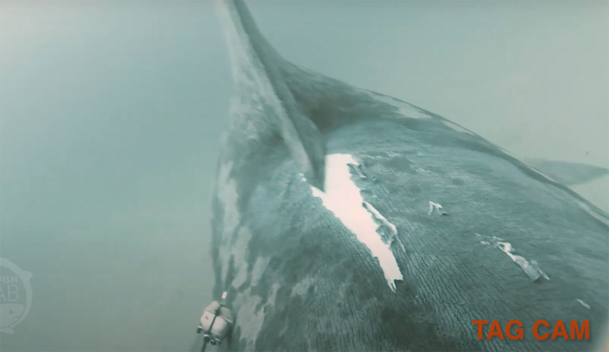 First-Ever Footage of Basking Shark Hit by Boat Caught on Camera