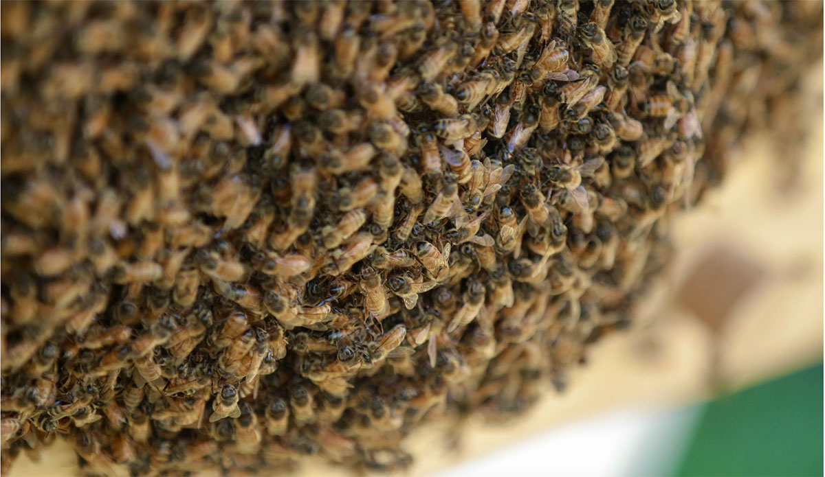 Joshua Tree National Park Closes Due to Swarms of Bees