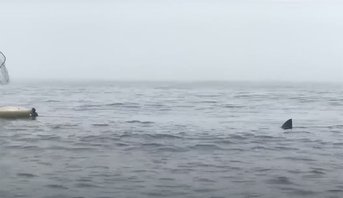 14-Foot Great White Shark Follows Half Moon Bay Kayakers
