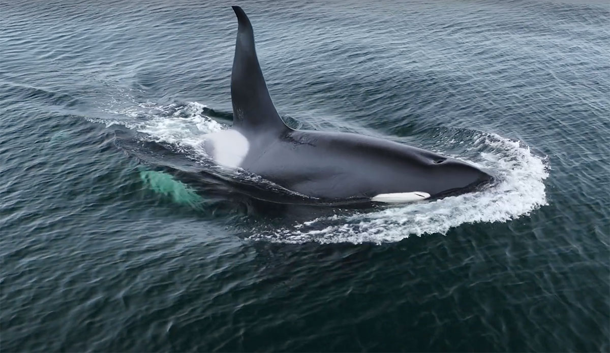 Orca Hunting a Seal Captured in Stunning Drone Footage