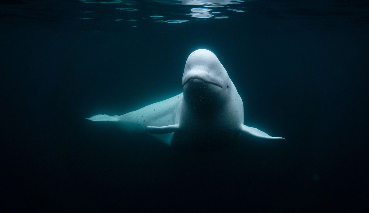 Hvaldimir the Beluga Whale Might Have Been Shot to Death