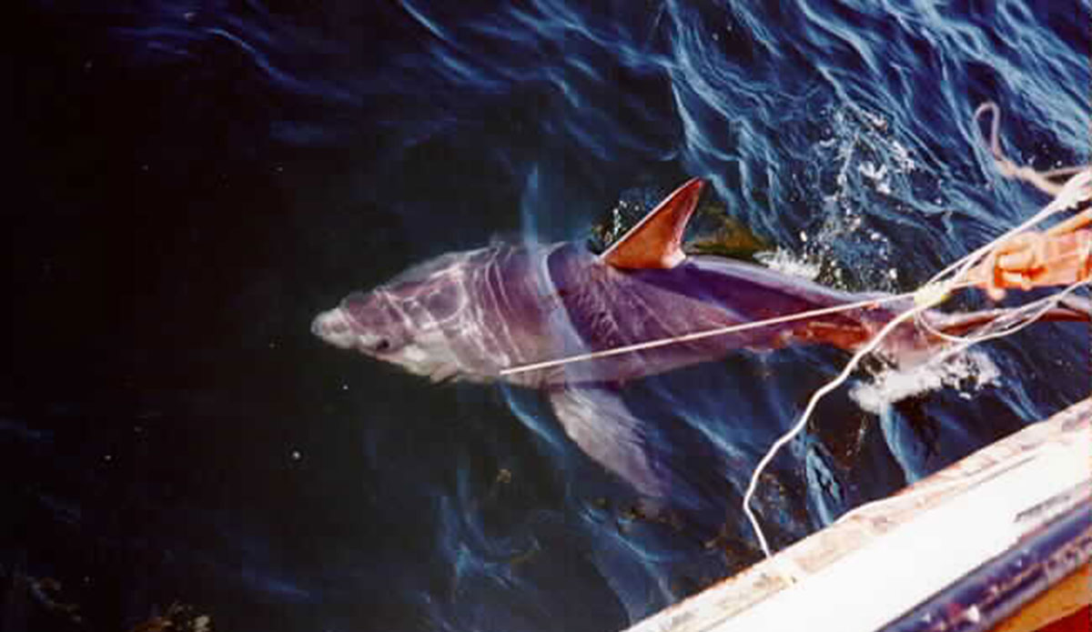 8-Foot Pregnant Shark Monitored By Researchers Eaten By Another Shark