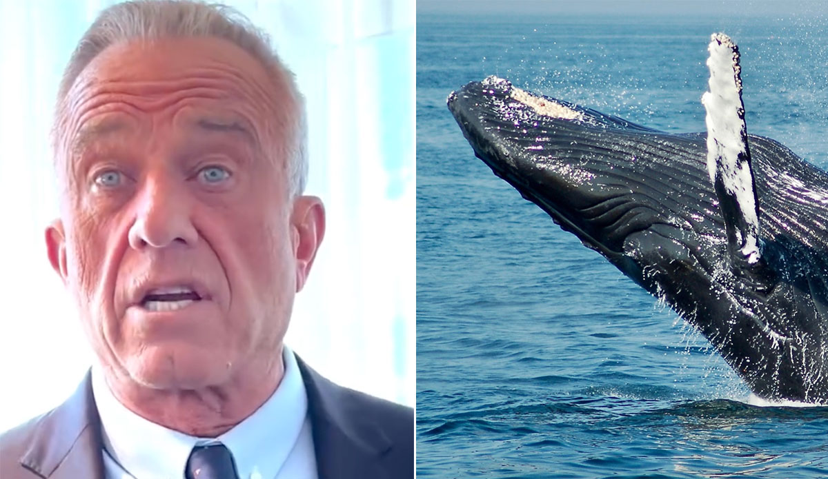 RFK Jr. Is Under Investigation For Chainsawing a Dead Whale's Head Off