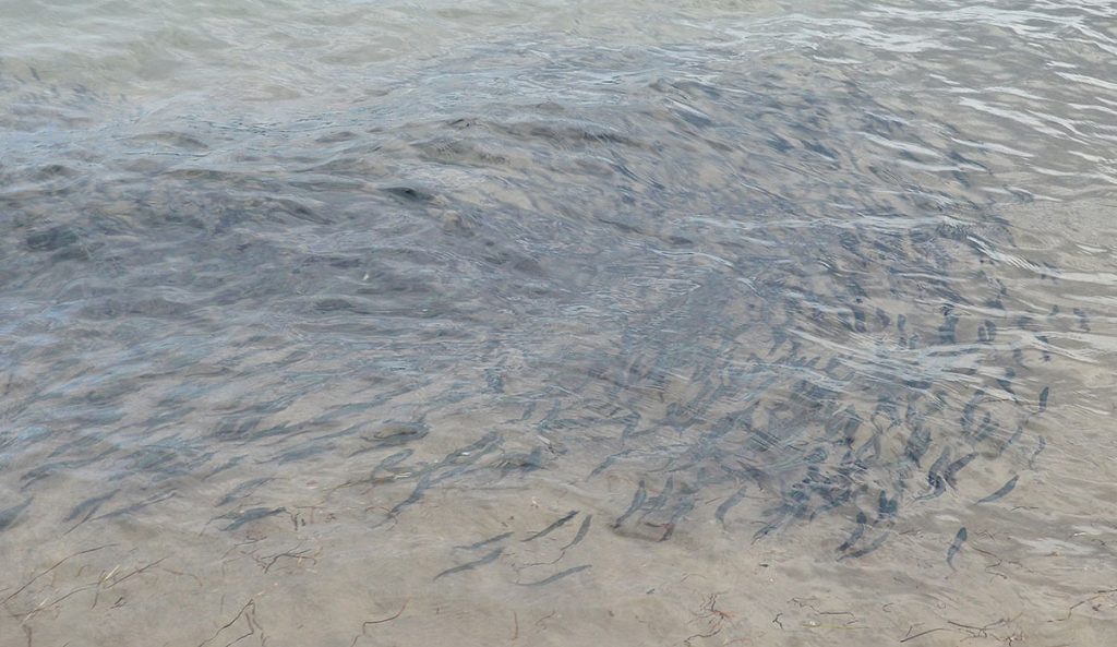 Ocean's Largest Predation Event Ever Recorded by Oceanographers