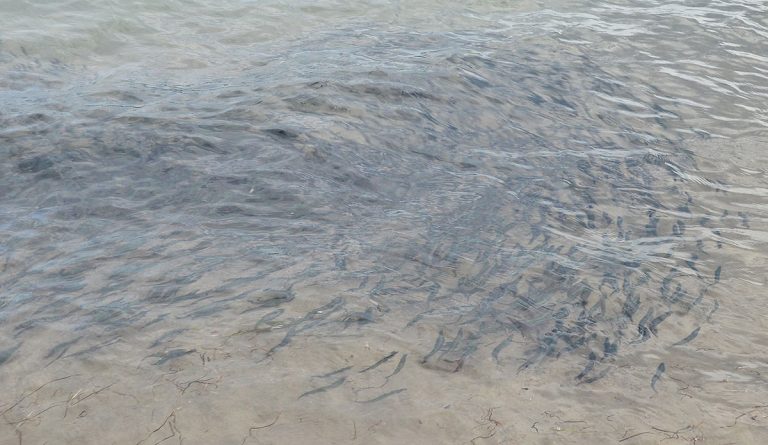 Ocean's Largest Predation Event Ever Recorded by Oceanographers