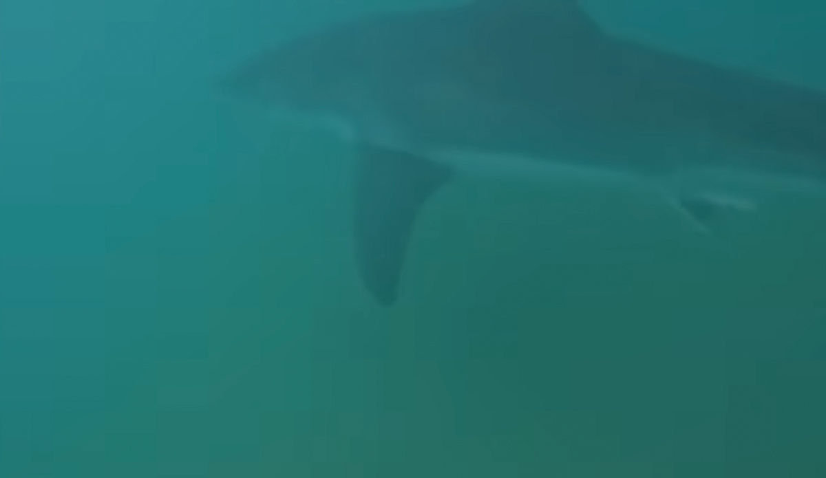 Video Shows Australian Surfers Fleeing from 15-foot Shark