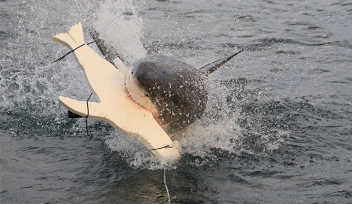 A New Study Says LED Lights Might Work as a Shark Deterrent
