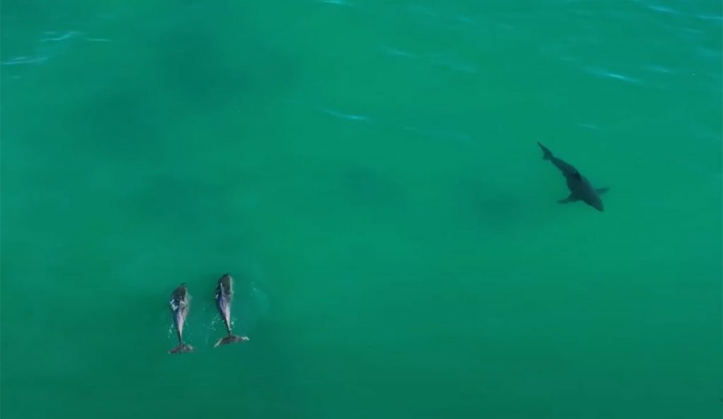 Watch These Dolphins Get the Drop On a Surprised Great White Shark