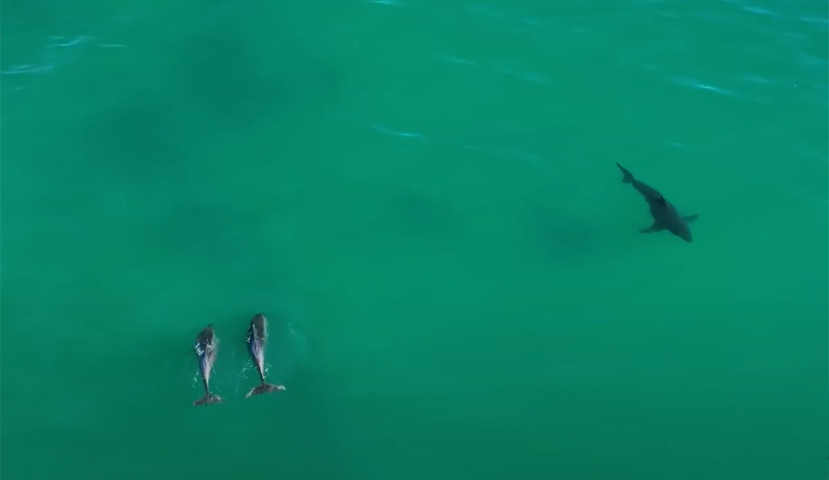 Watch These Dolphins Get the Drop On a Surprised Great White Shark