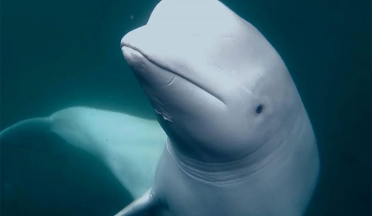 Hvaldimir Was a Runaway 'Spy Whale', Says Marine Scientst