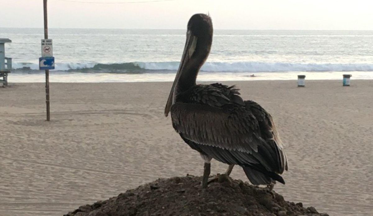 Brown Pelicans Are Dying Mysteriously in California