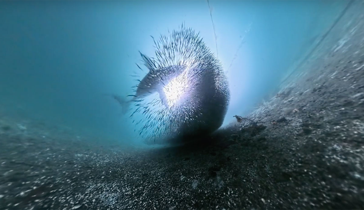 Dropped Camera Captures Surreal Humpback Whale Footage