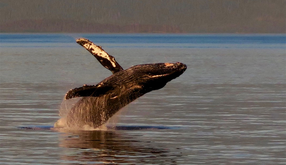 Researchers Stunned at Humpback Whale's Staggeringly Long Migration