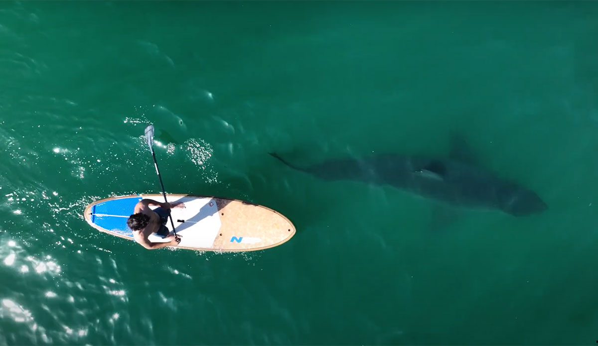 13 Minutes of the Best Great White Shark Footage of 2024