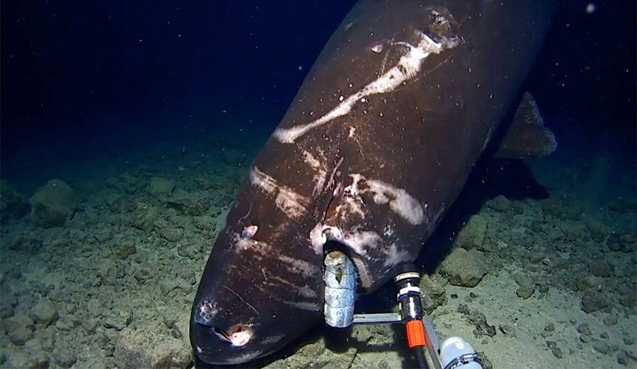 Watch a Pacific Sleeper Shark Try to Eat a Deep Sea Camera
