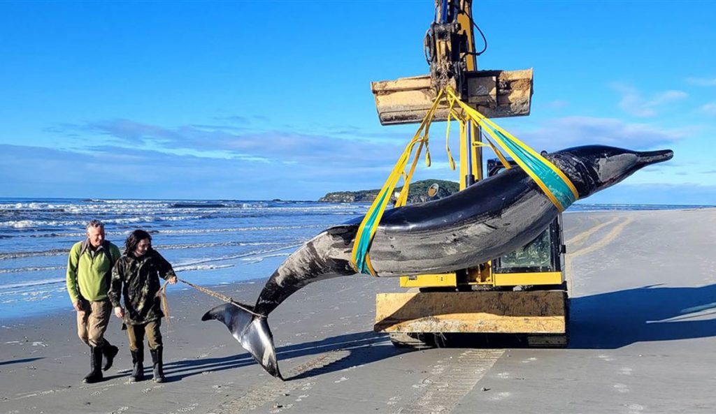 Rare Spade-Toothed Whale Dissected for the First Time Ever