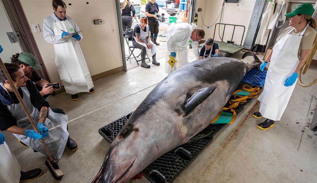 Rare Spade-Toothed Whale Dissected for the First Time Ever