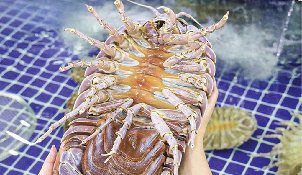 New 'Supergiant' Isopod Species Weighs Over 2 Pounds and Is Named After ...