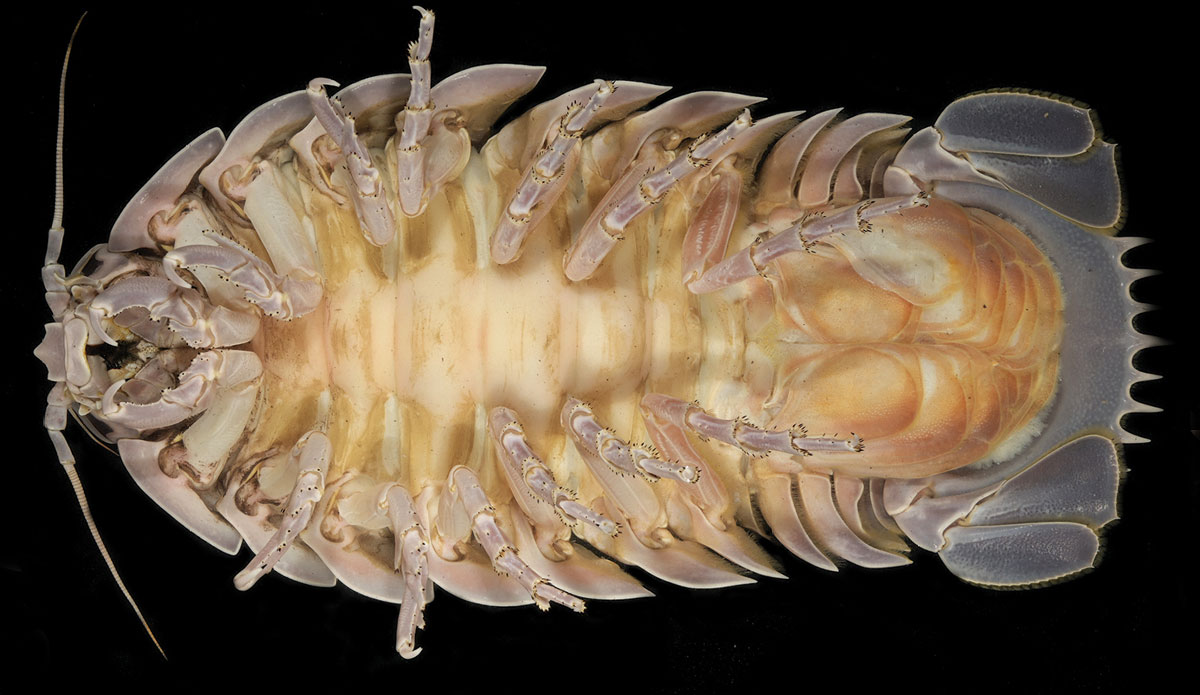New 'Supergiant' Isopod Species Weighs Over 2 Pounds and Is Named After ...
