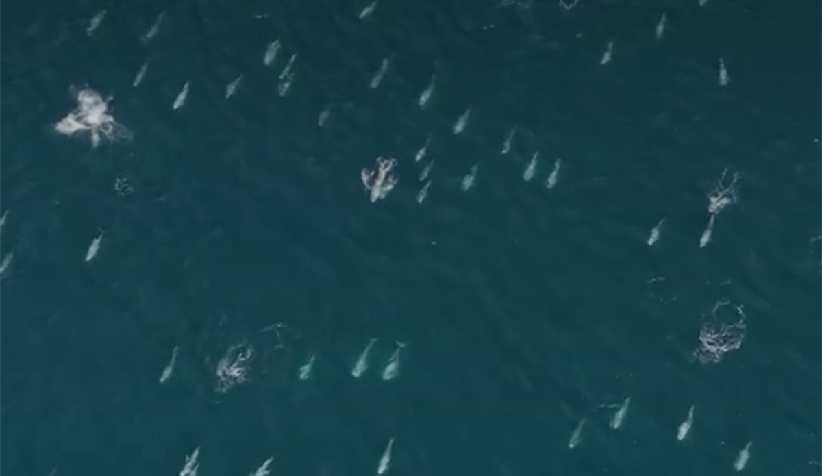 'Super Pod' of 1,500+ Dolphins Filmed Off California Coastline