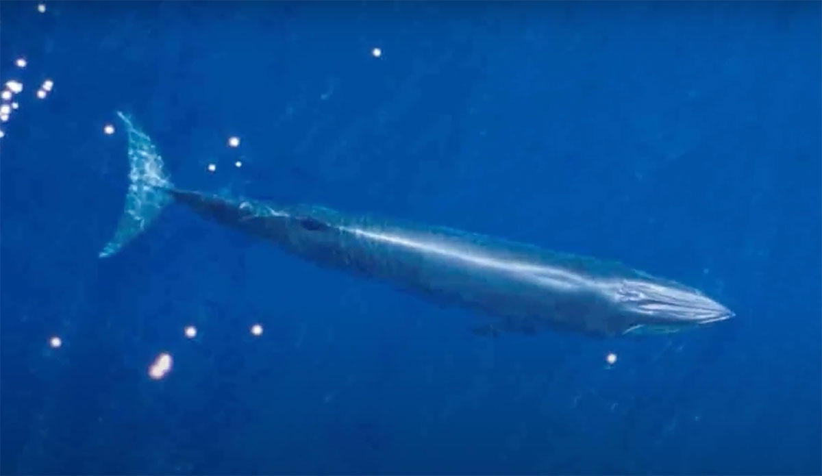 The Rice's Whale: A New Species of Whale Discovered In 2021