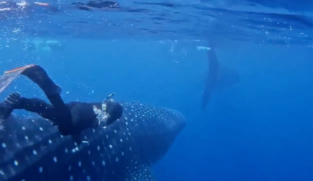 A Whale Shark Mating Ritual May Have Been Caught On Camera for the ...