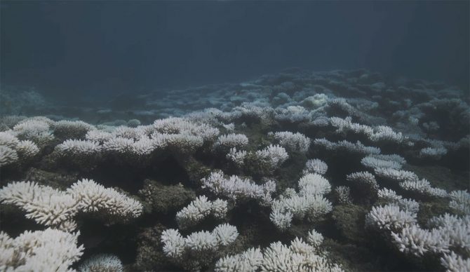 Australia's Ningaloo Reef at 'Red-Alert Moment' After Coral Bleaching Event