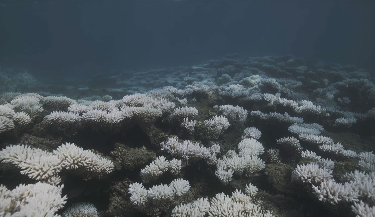 Australia's Ningaloo Reef at 'Red-Alert Moment' After Coral Bleaching Event