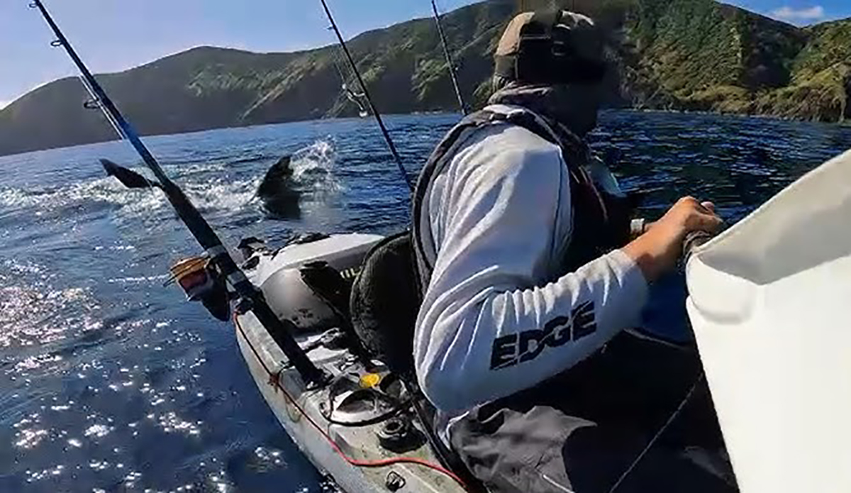 Check Out the Size of This Great White Shark Stalking a Kayak Fisherman